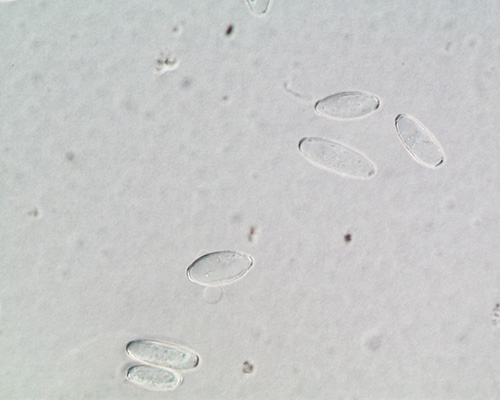 Microorganism of the Month: Oidium - Environmental Reporter